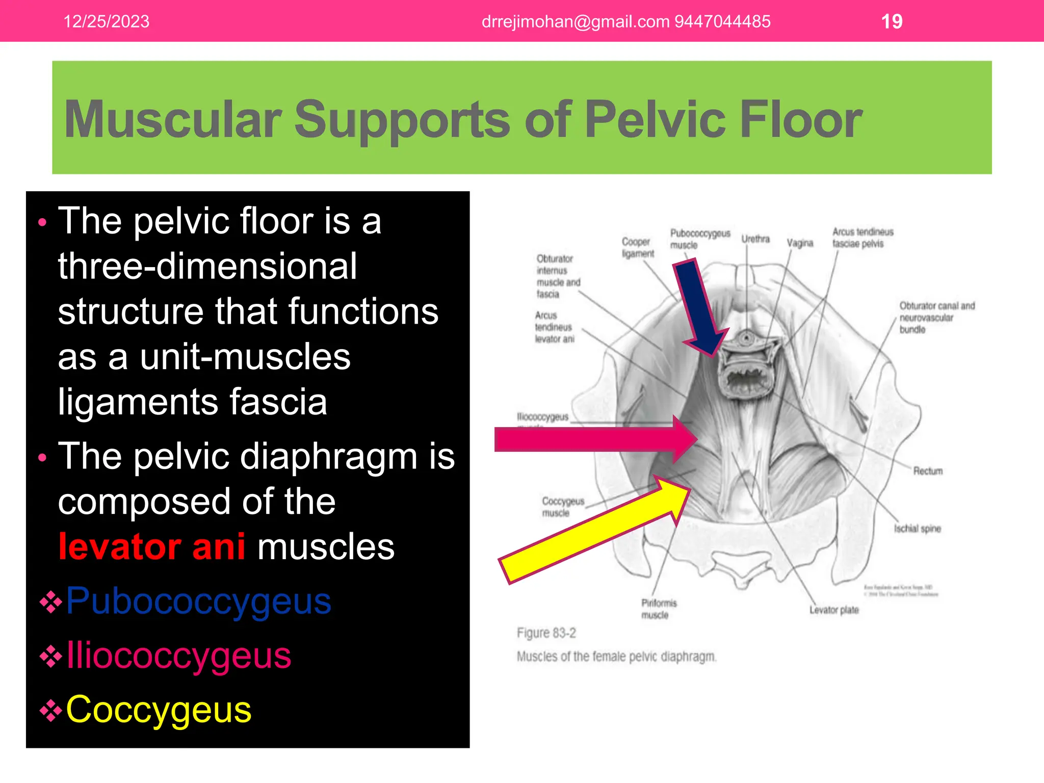 PELVIC FLOOR ANATOMY AND REPAIR.pptx FOR TEACHING | PPTX