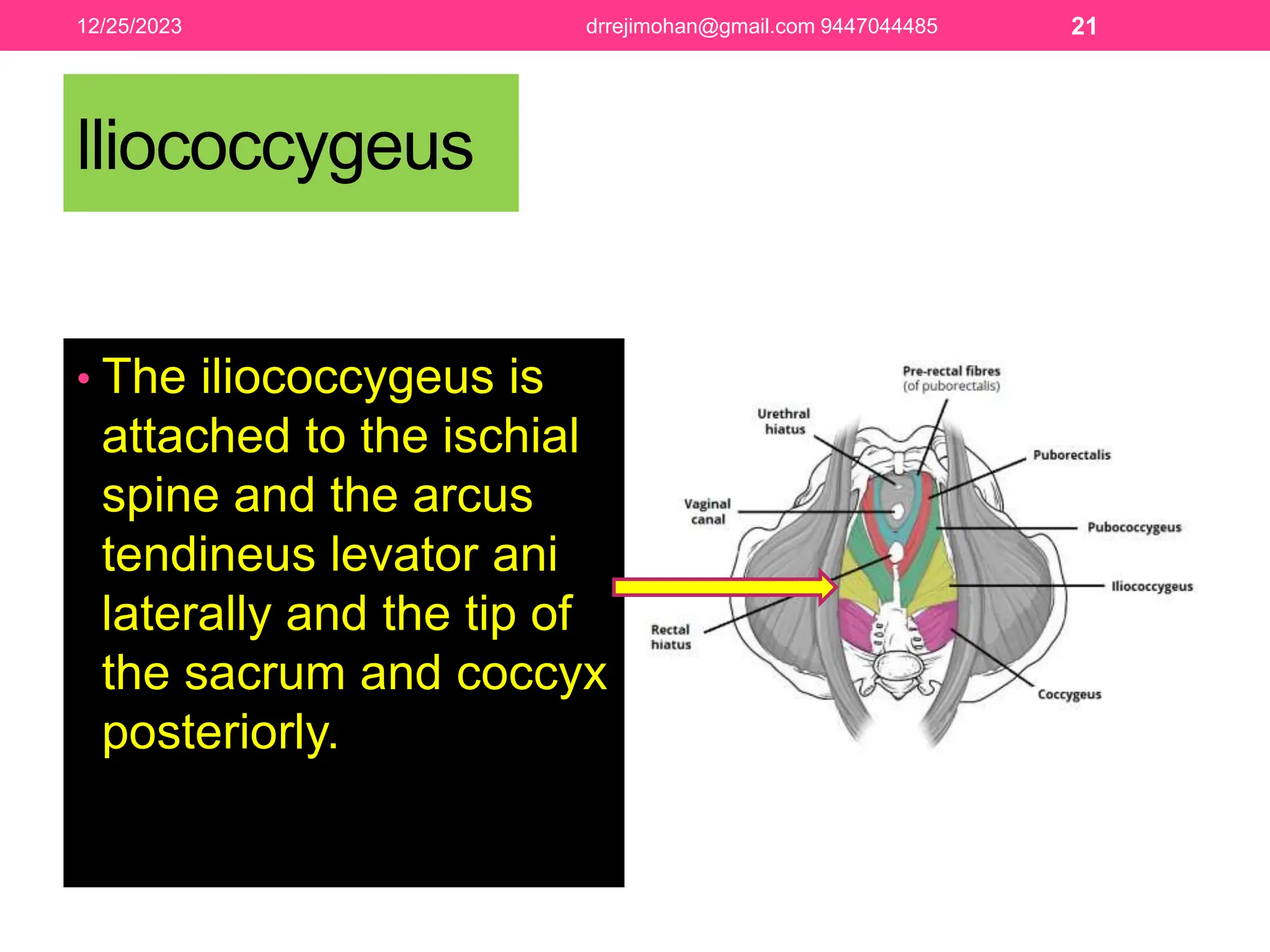 PELVIC FLOOR ANATOMY AND REPAIR.pptx FOR TEACHING | PPTX
