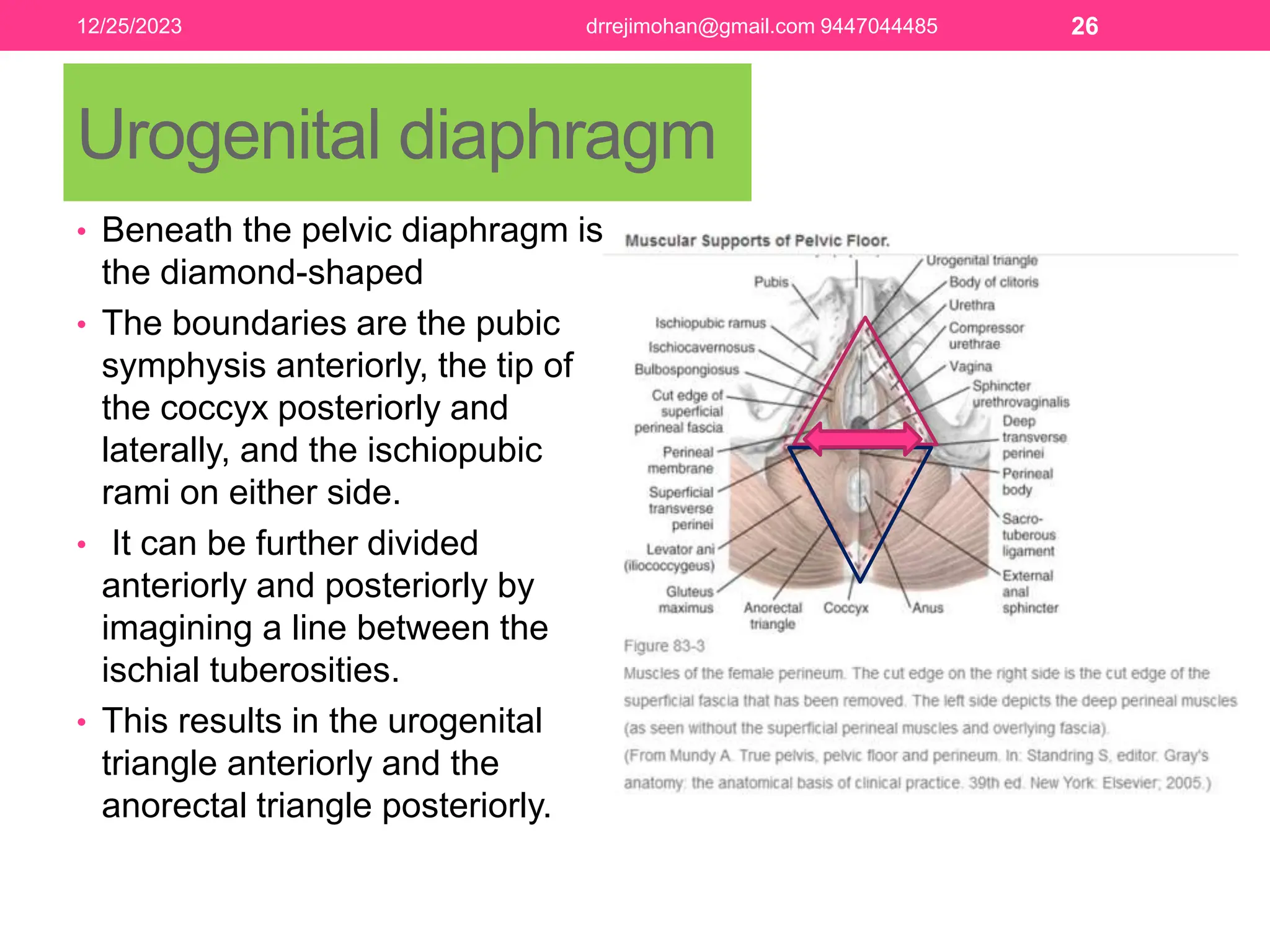 PELVIC FLOOR ANATOMY AND REPAIR.pptx FOR TEACHING | PPTX