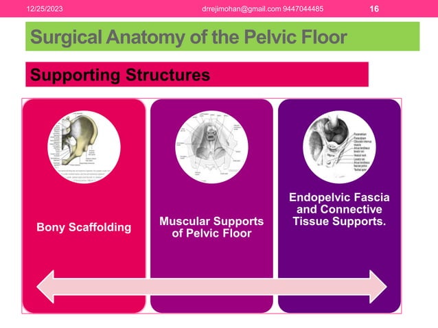 PELVIC FLOOR ANATOMY AND REPAIR.pptx FOR TEACHING | PPTX | Sexual Conditions | Sexual Health