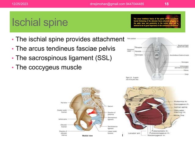 PELVIC FLOOR ANATOMY AND REPAIR.pptx FOR TEACHING | PPTX | Sexual ...