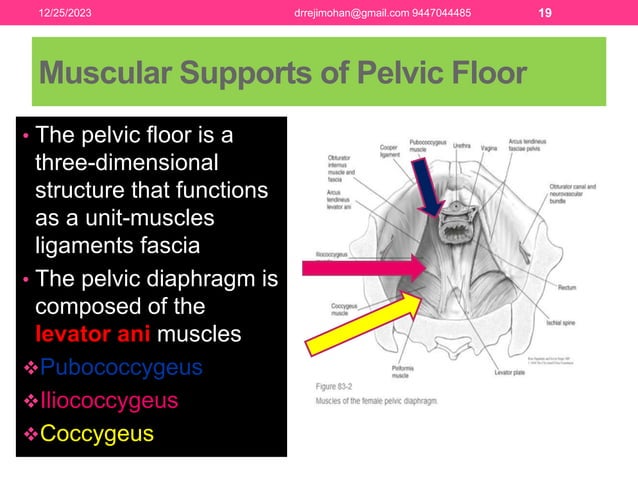 PELVIC FLOOR ANATOMY AND REPAIR.pptx FOR TEACHING | PPTX | Sexual Conditions | Sexual Health