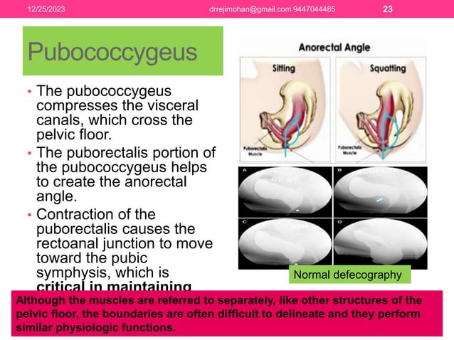 PELVIC FLOOR ANATOMY AND REPAIR.pptx FOR TEACHING | PPTX | Sexual Conditions | Sexual Health