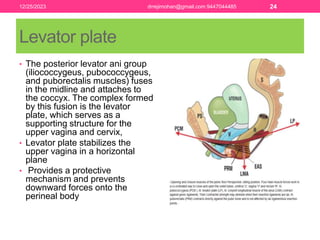 PELVIC FLOOR ANATOMY AND REPAIR.pptx FOR TEACHING | PPTX