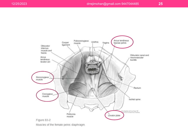 PELVIC FLOOR ANATOMY AND REPAIR.pptx FOR TEACHING | PPTX | Sexual Conditions | Sexual Health