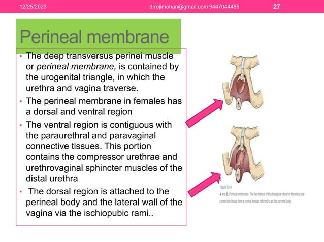 PELVIC FLOOR ANATOMY AND REPAIR.pptx FOR TEACHING | PPTX | Sexual ...