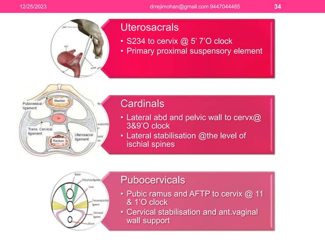 PELVIC FLOOR ANATOMY AND REPAIR.pptx FOR TEACHING | PPTX | Sexual Conditions | Sexual Health