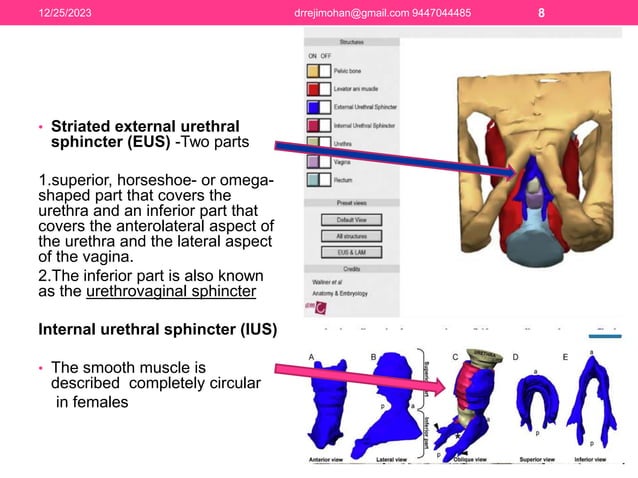 PELVIC FLOOR ANATOMY AND REPAIR.pptx FOR TEACHING | PPTX | Sexual Conditions | Sexual Health