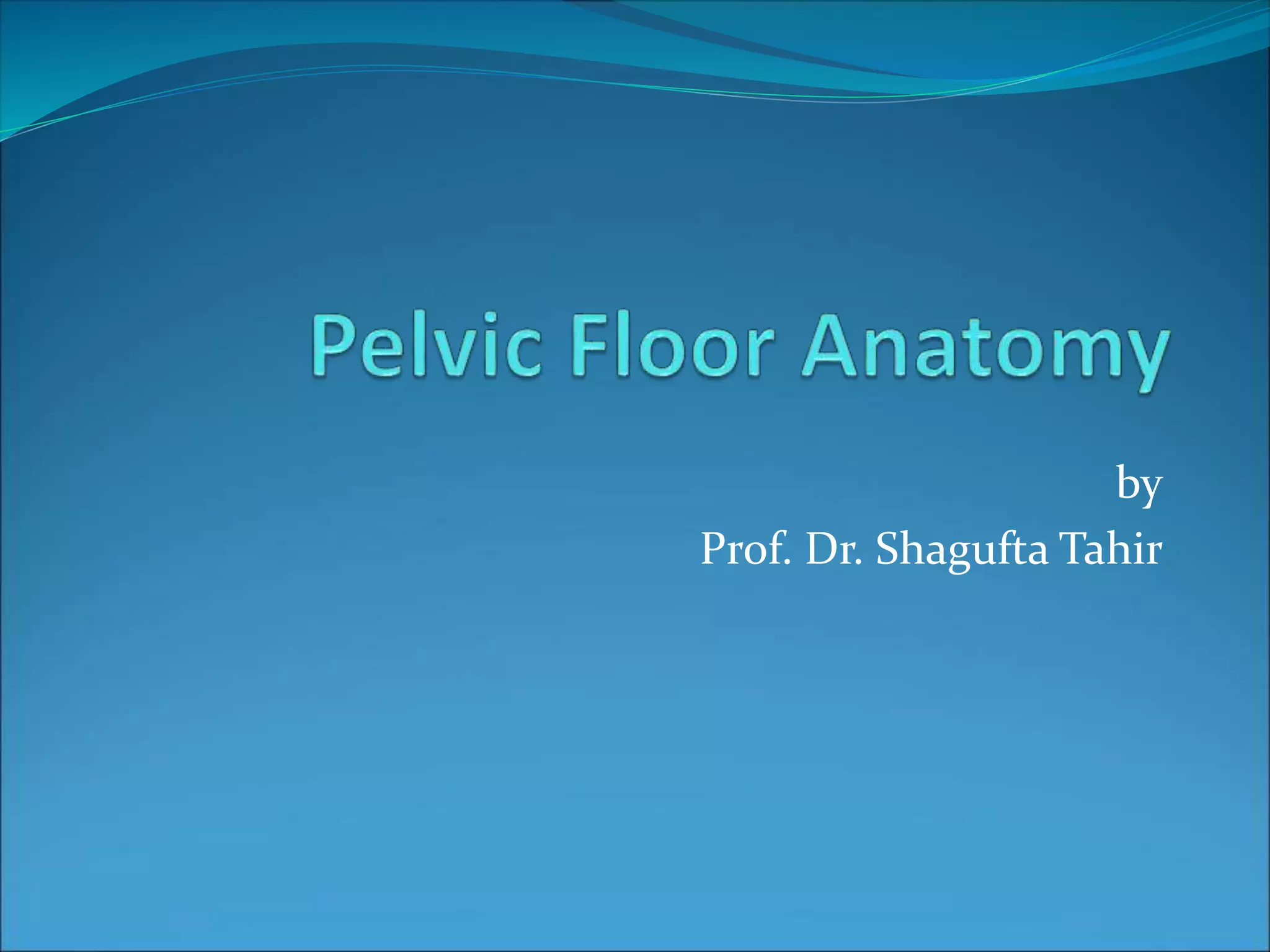 Pelvic Floor Anatomy Ppt