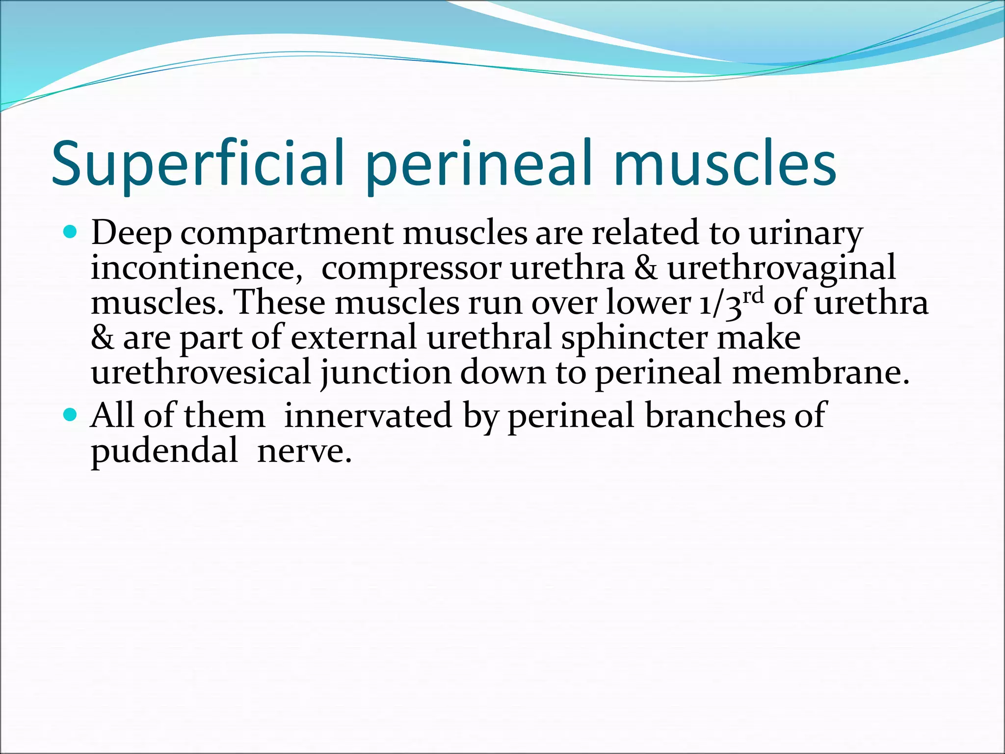 Pelvic Floor Anatomy | PPT