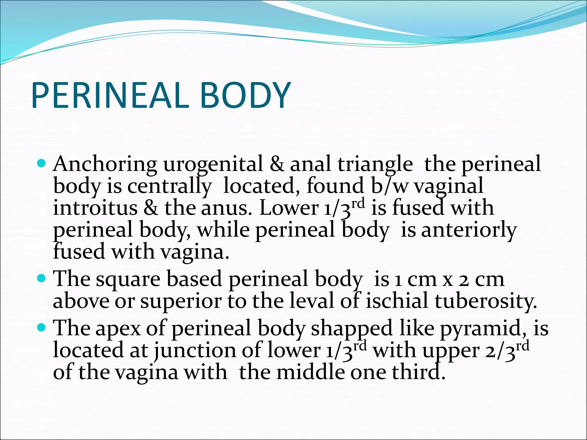 Pelvic Floor Anatomy Ppt