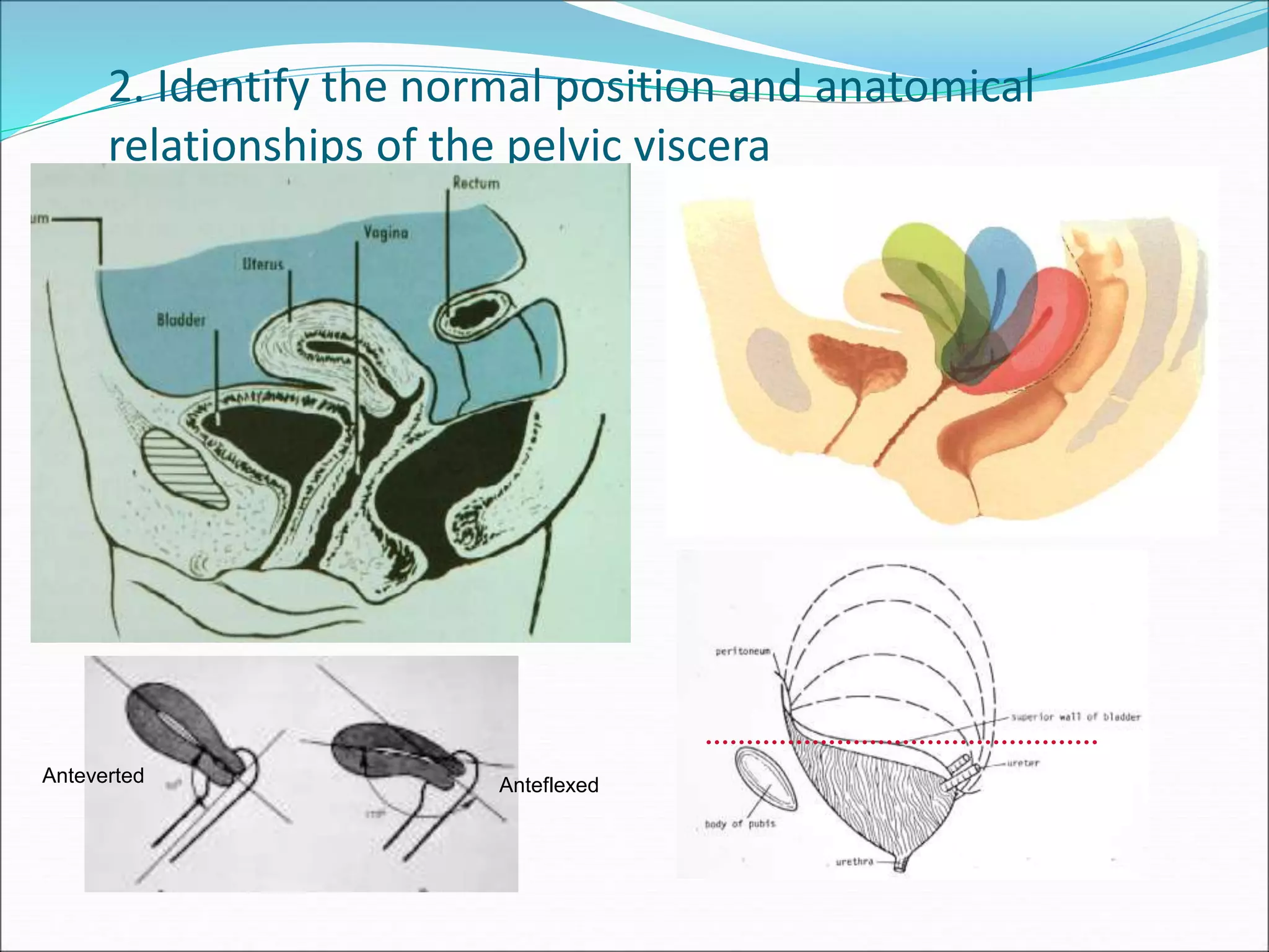 Pelvic Floor Anatomy | PPT
