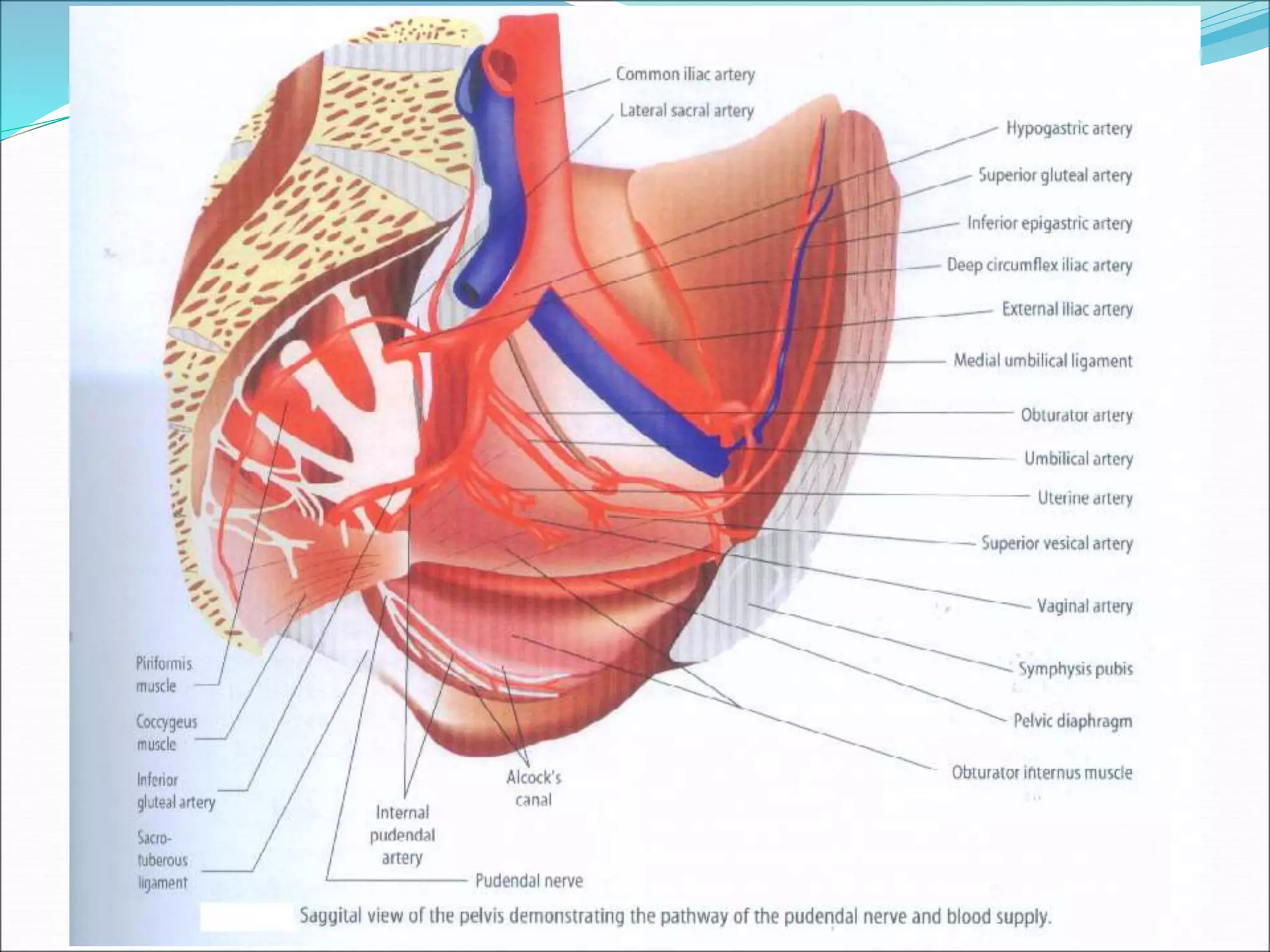 Pelvic Floor Anatomy Ppt