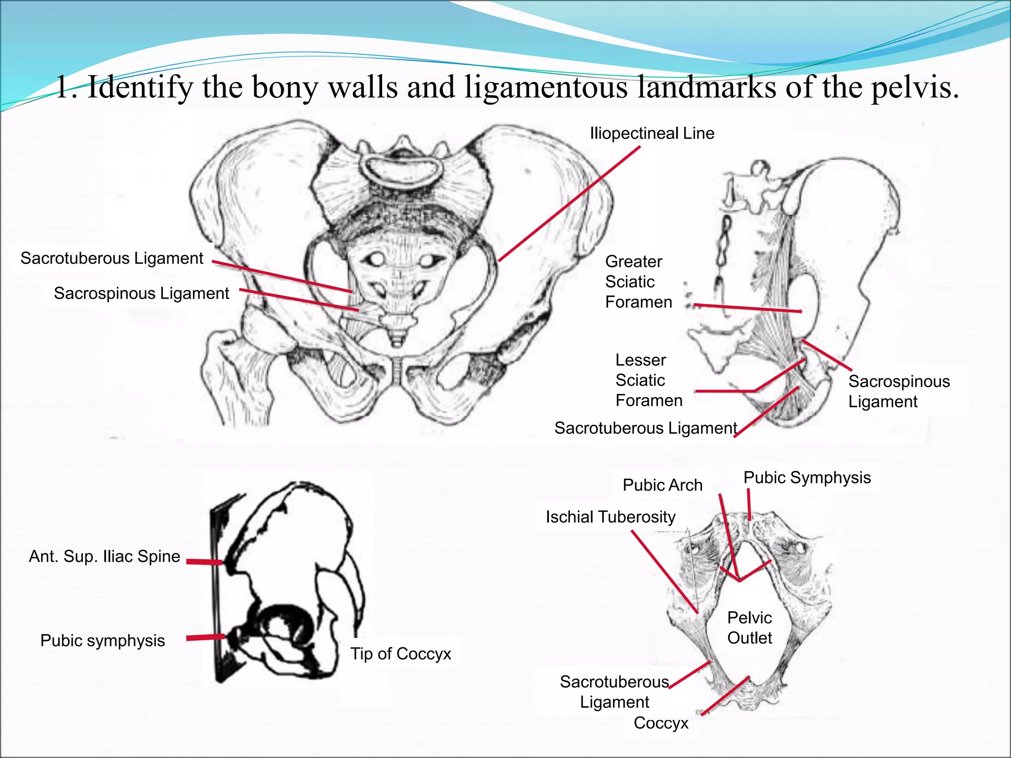 Pelvic Floor Anatomy Ppt