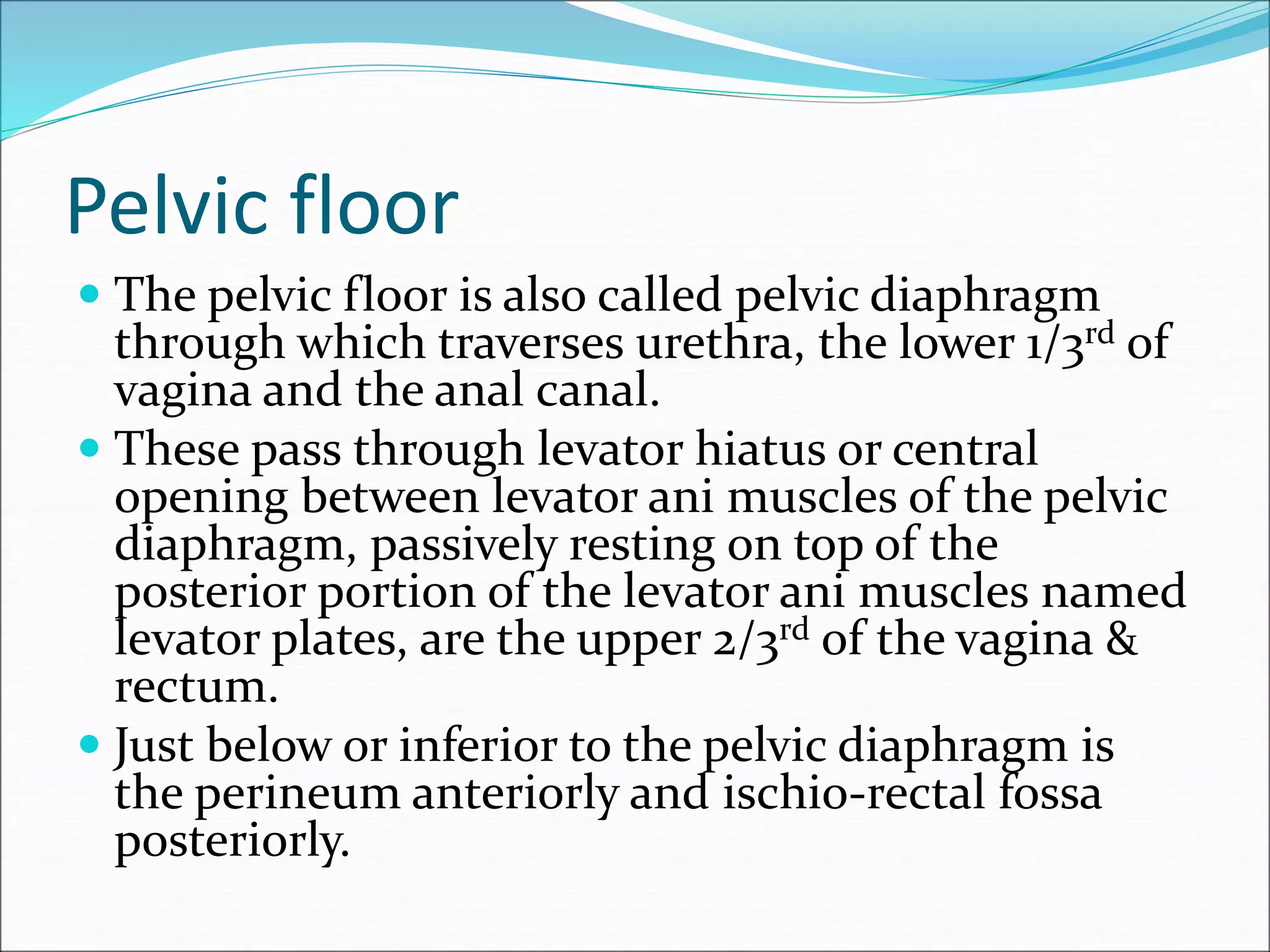 Pelvic Floor Anatomy | PPT