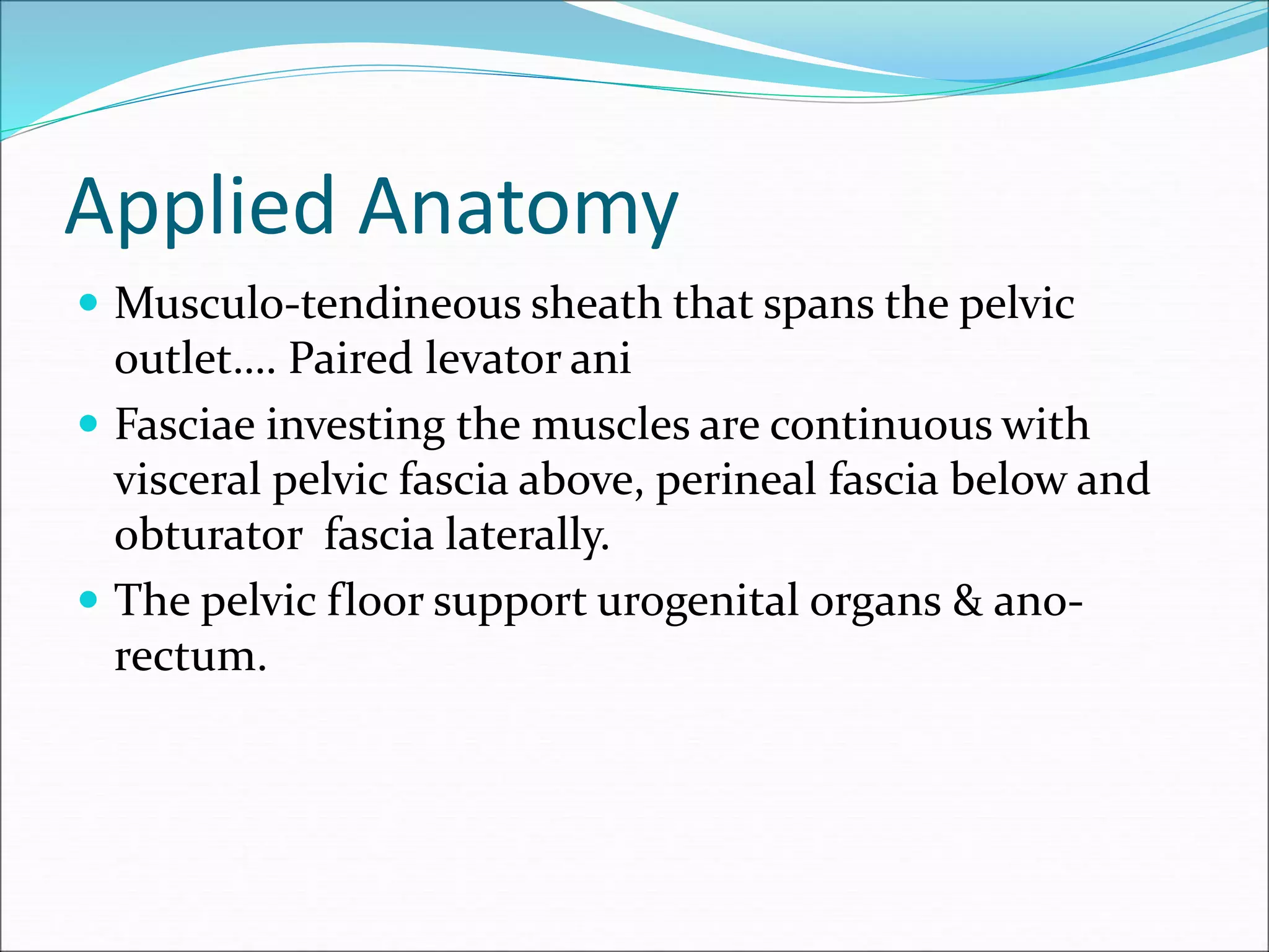 Pelvic Floor Anatomy Ppt