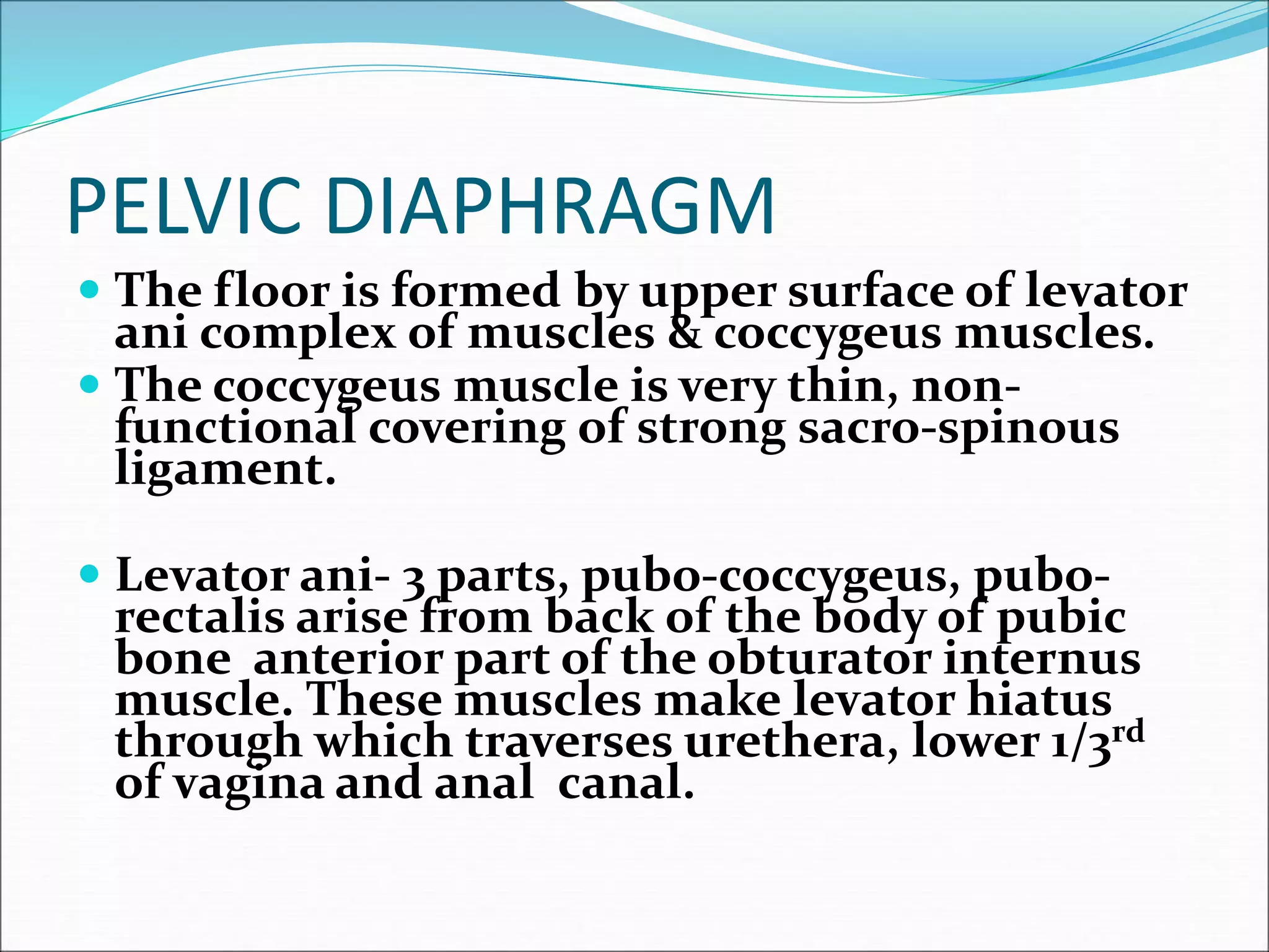 Pelvic Floor Anatomy Ppt