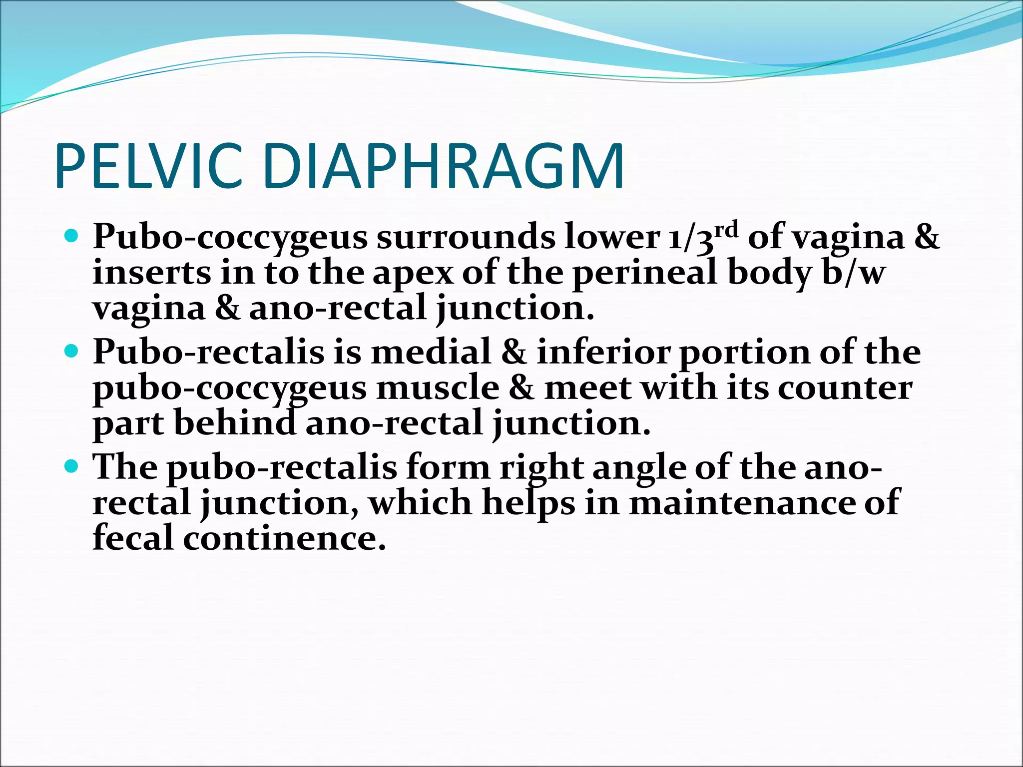 Pelvic Floor Anatomy Ppt