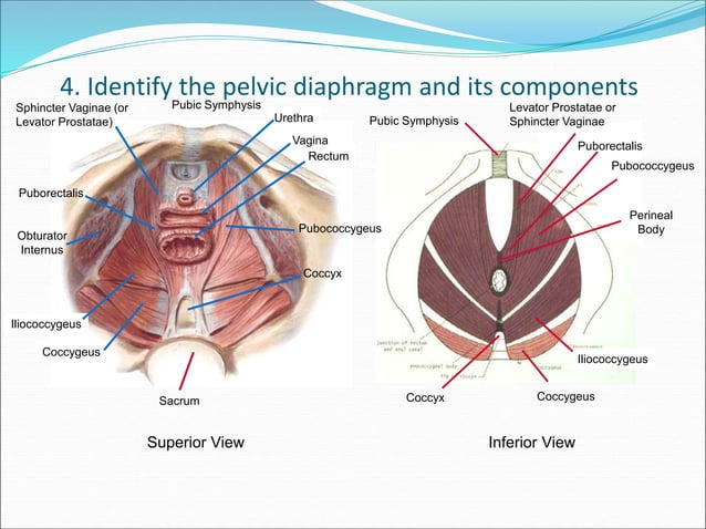 Pelvic Floor Anatomy Ppt