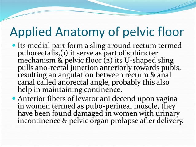 Pelvic Floor Anatomy Ppt