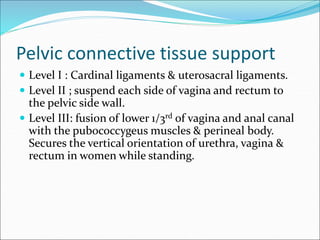 Pelvic Floor Anatomy | PPT