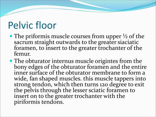 Pelvic Floor Anatomy Ppt
