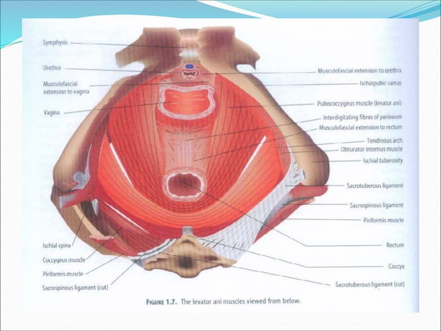 Pelvic Floor Anatomy Ppt