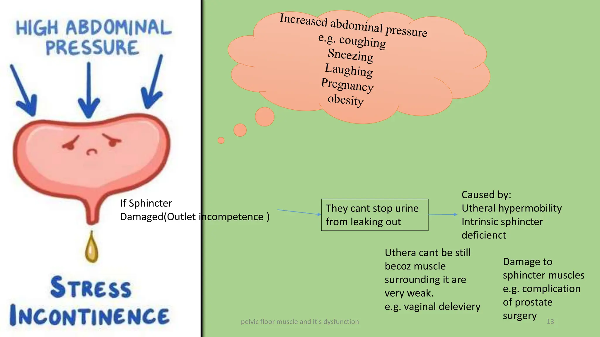 PELVIC FLOOR anatomy, muscles AND ITS DYSFUNCTION.pptx