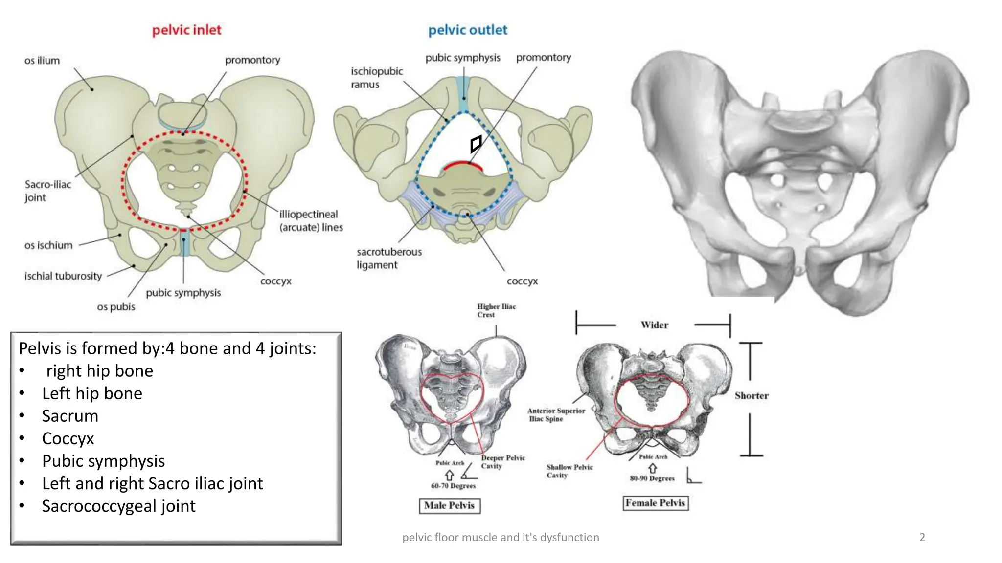 PELVIC FLOOR anatomy, muscles AND ITS DYSFUNCTION.pptx