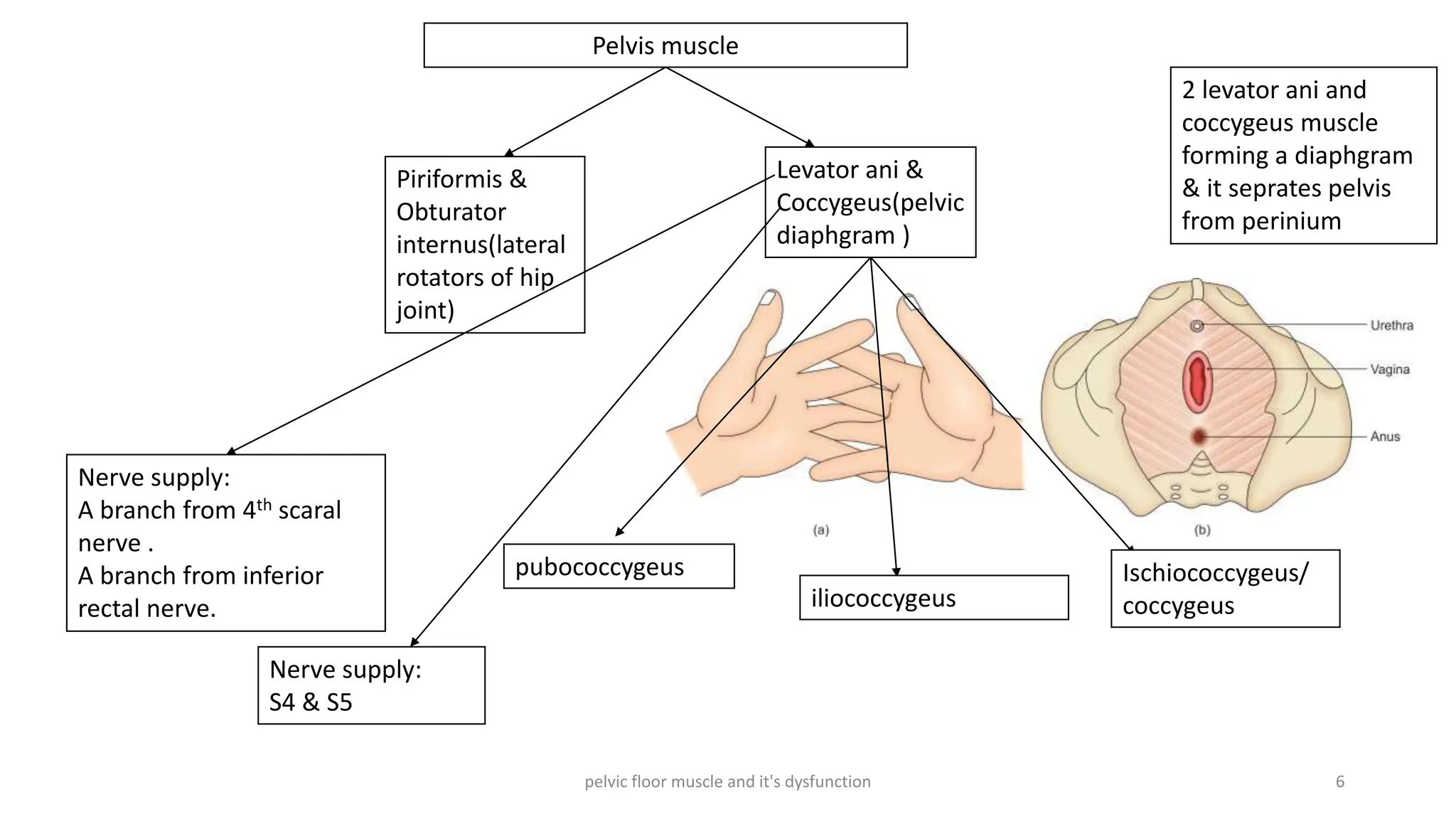 PELVIC FLOOR anatomy, muscles AND ITS DYSFUNCTION.pptx