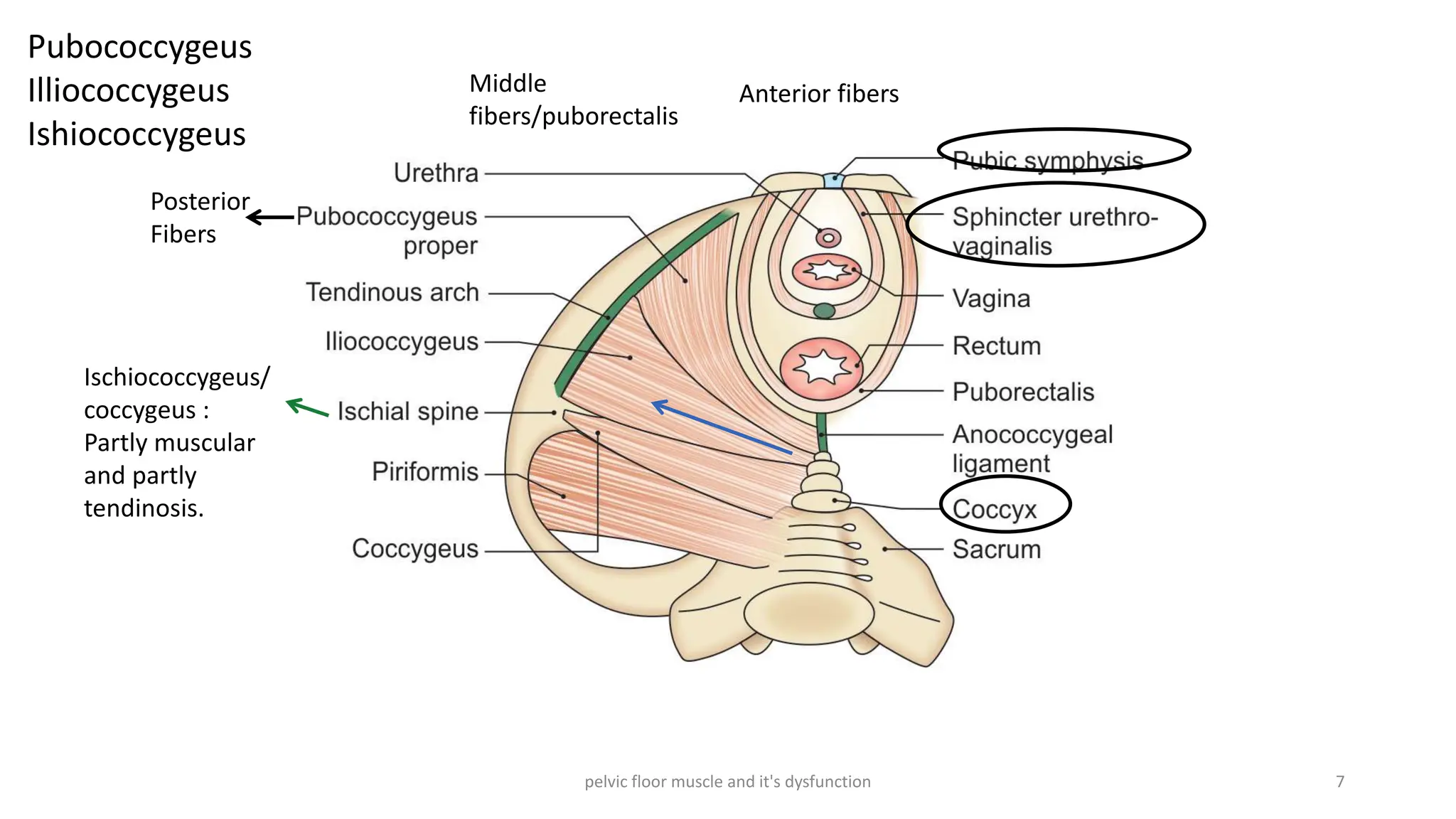 PELVIC FLOOR anatomy, muscles AND ITS DYSFUNCTION.pptx