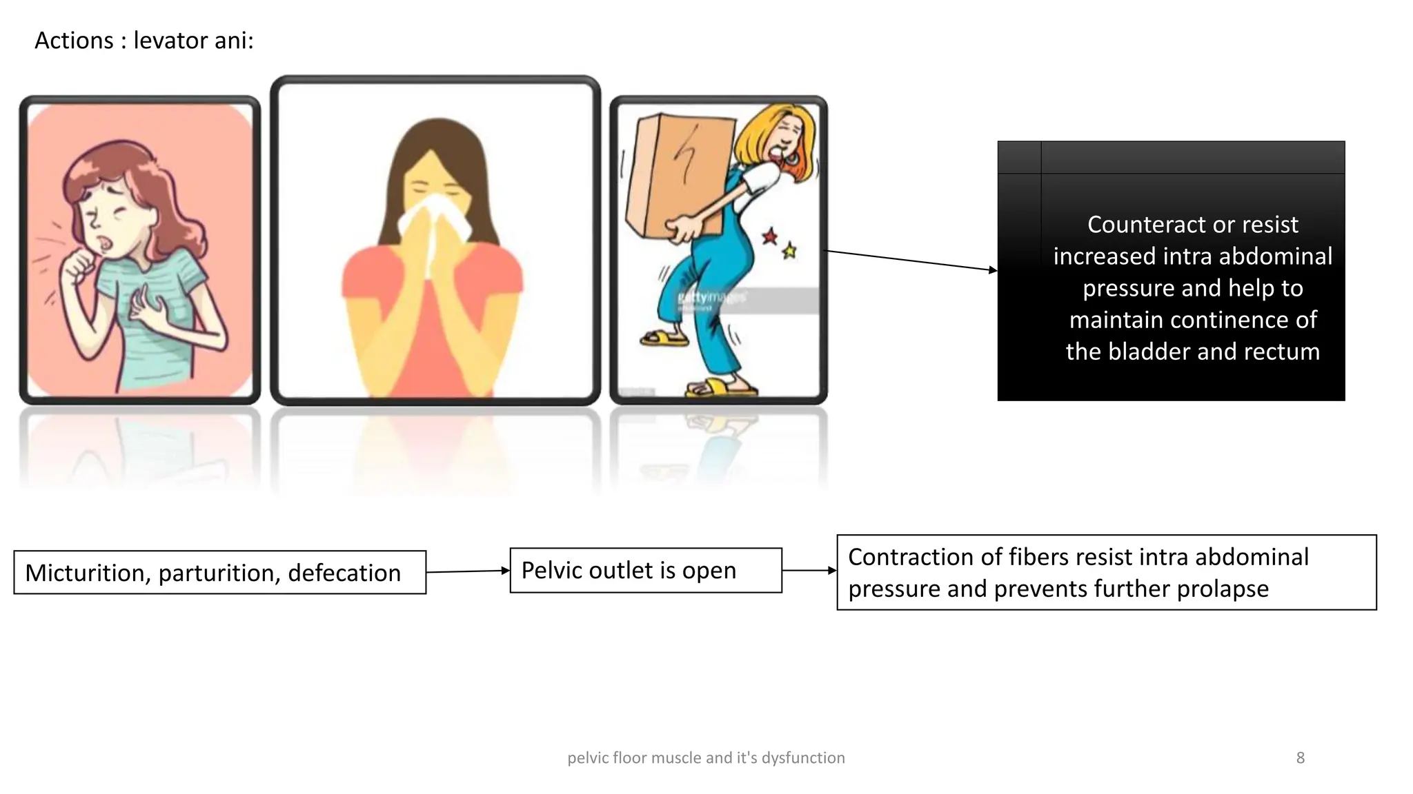 PELVIC FLOOR anatomy, muscles AND ITS DYSFUNCTION.pptx