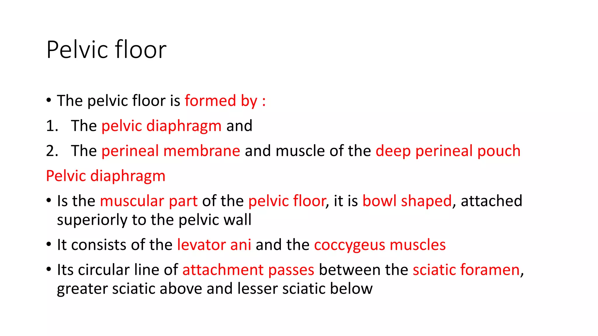 Pelvic floor and perineal body | PPTX