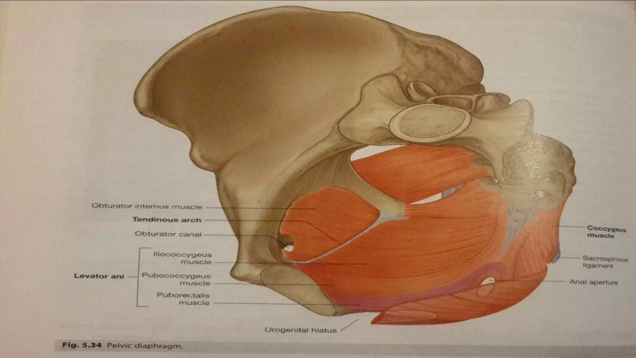 Pelvic floor and perineal body | PPTX