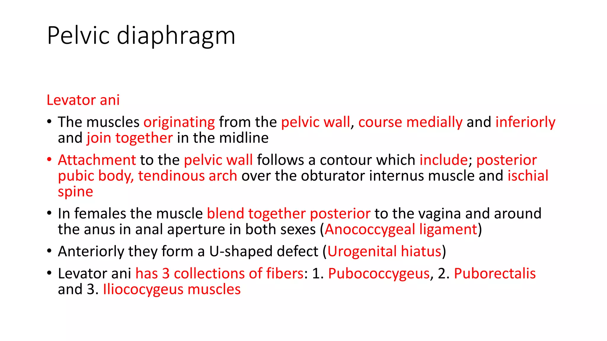 Pelvic floor and perineal body | PPTX