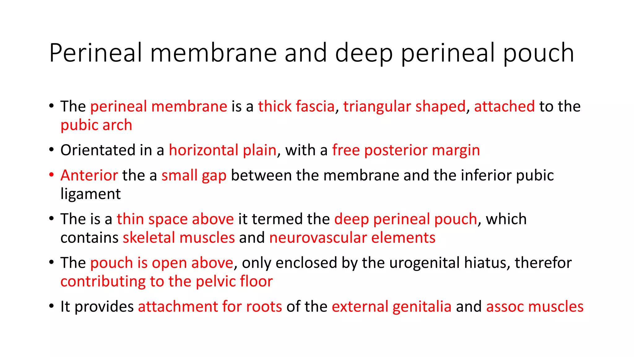 Pelvic floor and perineal body | PPTX