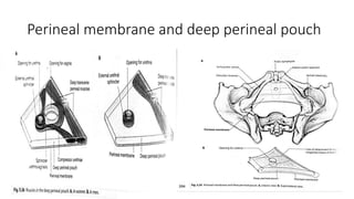 Pelvic floor and perineal body | PPTX