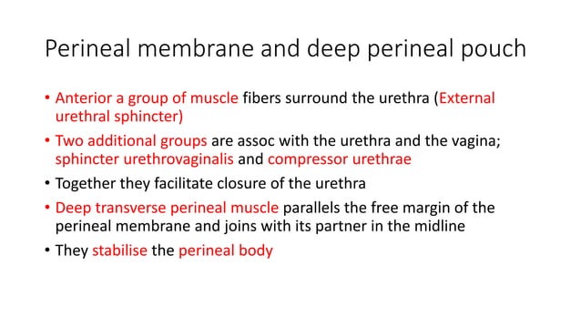 Pelvic floor and perineal body | PPTX | Death, Injury, or Military ...