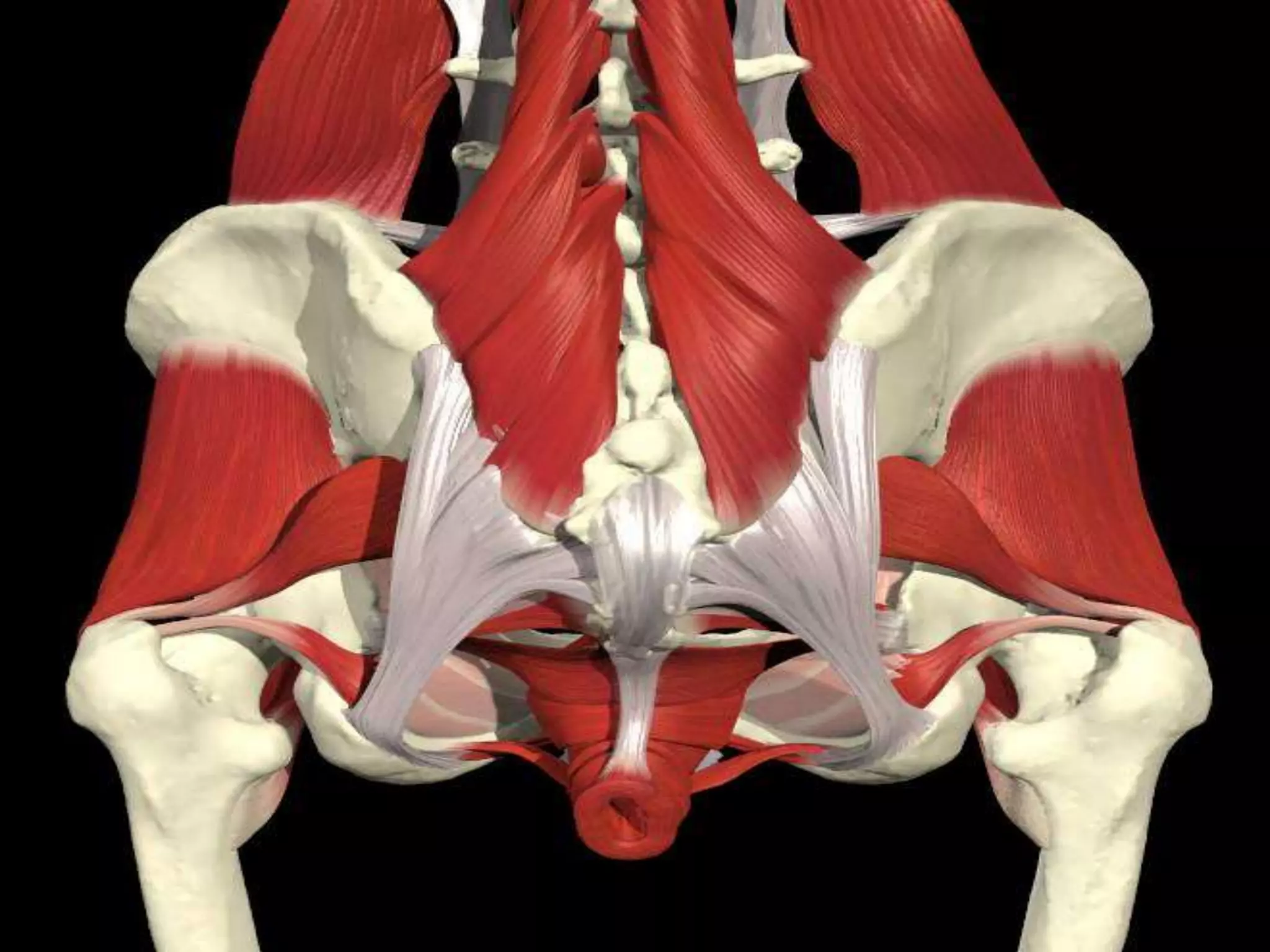 Pelvic floor muscle and dysfunctions | PPTX