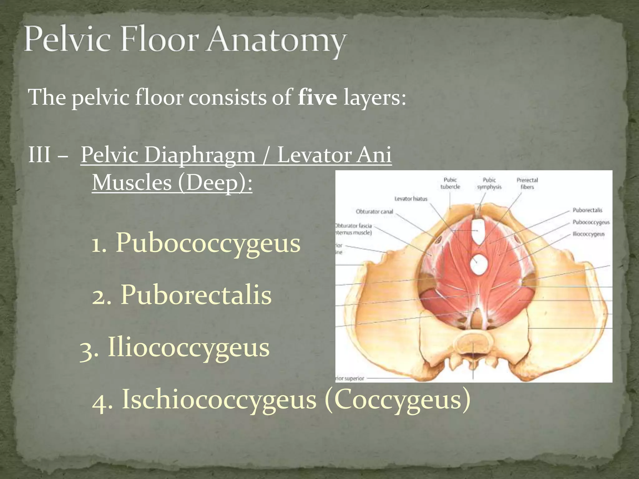 Pelvic floor muscle and dysfunctions | PPTX