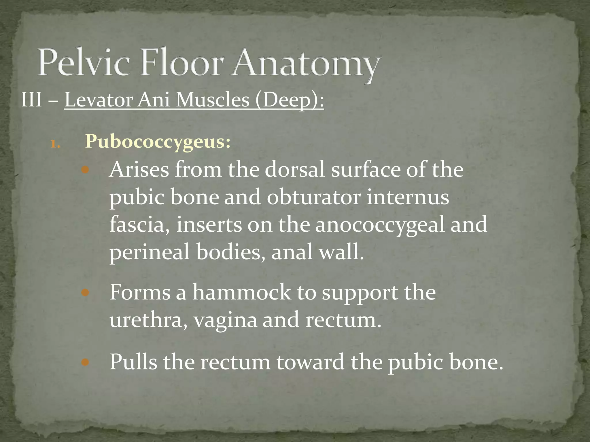 Pelvic floor muscle and dysfunctions | PPTX