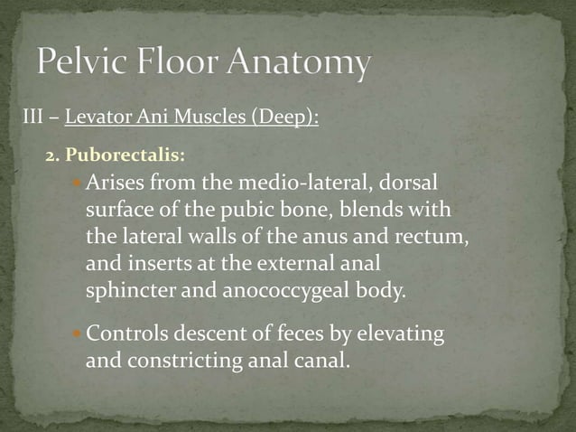 Pelvic floor muscle and dysfunctions | PPTX | Sexual Conditions ...
