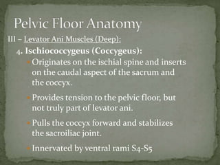 Pelvic floor muscle and dysfunctions | PPTX