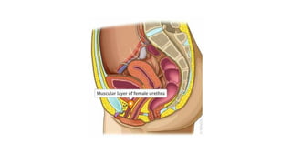 Pelvic Floor Muscle Dmmy II URETHRA.pptx