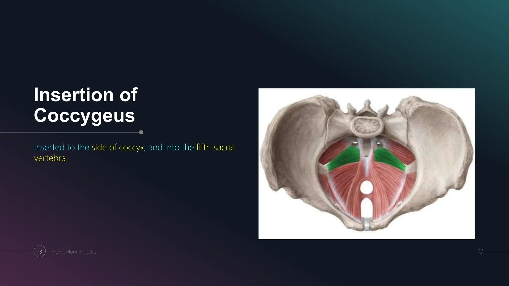 pelvicfloormuscles-200611074734.pdf