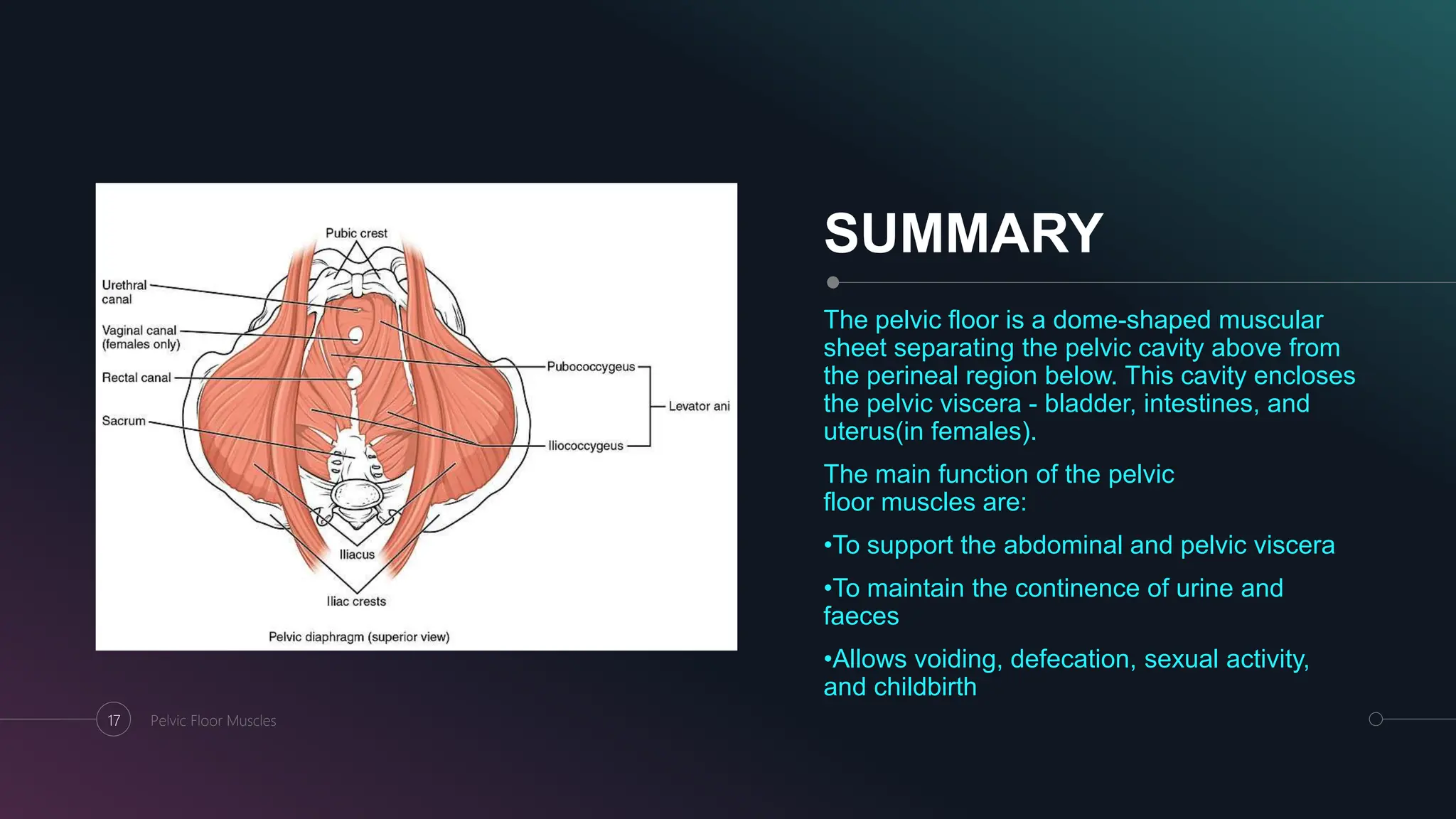 pelvicfloormuscles-200611074734.pdf
