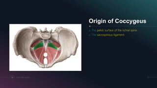 pelvicfloormuscles-200611074734.pdf