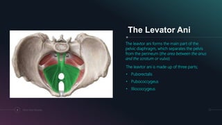 pelvicfloormuscles-200611074734.pdf