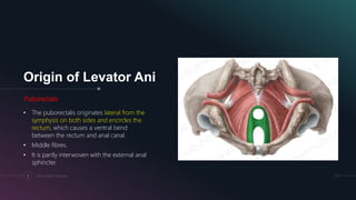 pelvicfloormuscles-200611074734.pdf