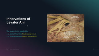 pelvicfloormuscles-200611074734.pdf